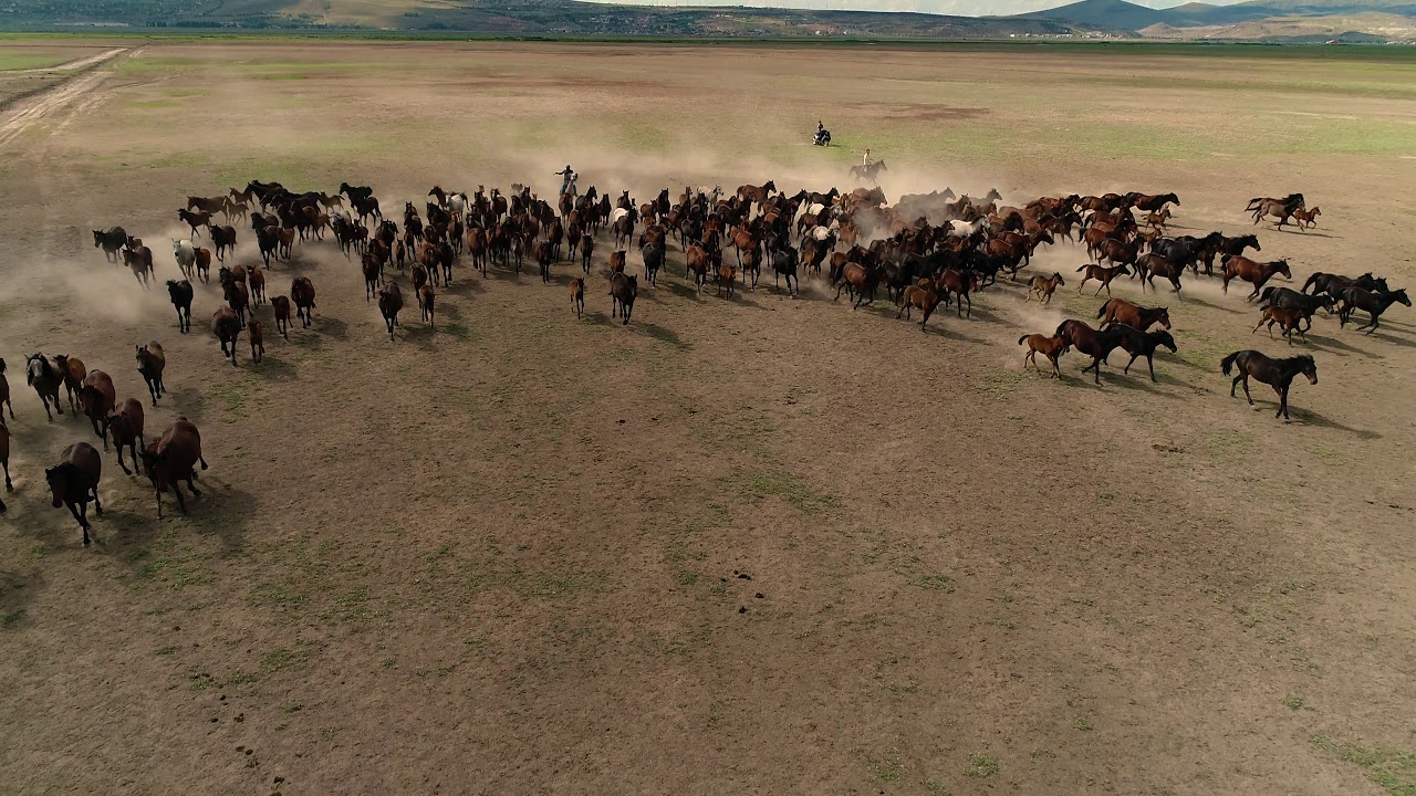 Free 4K Ultra HD Video Templates: Brown Horses Are Running