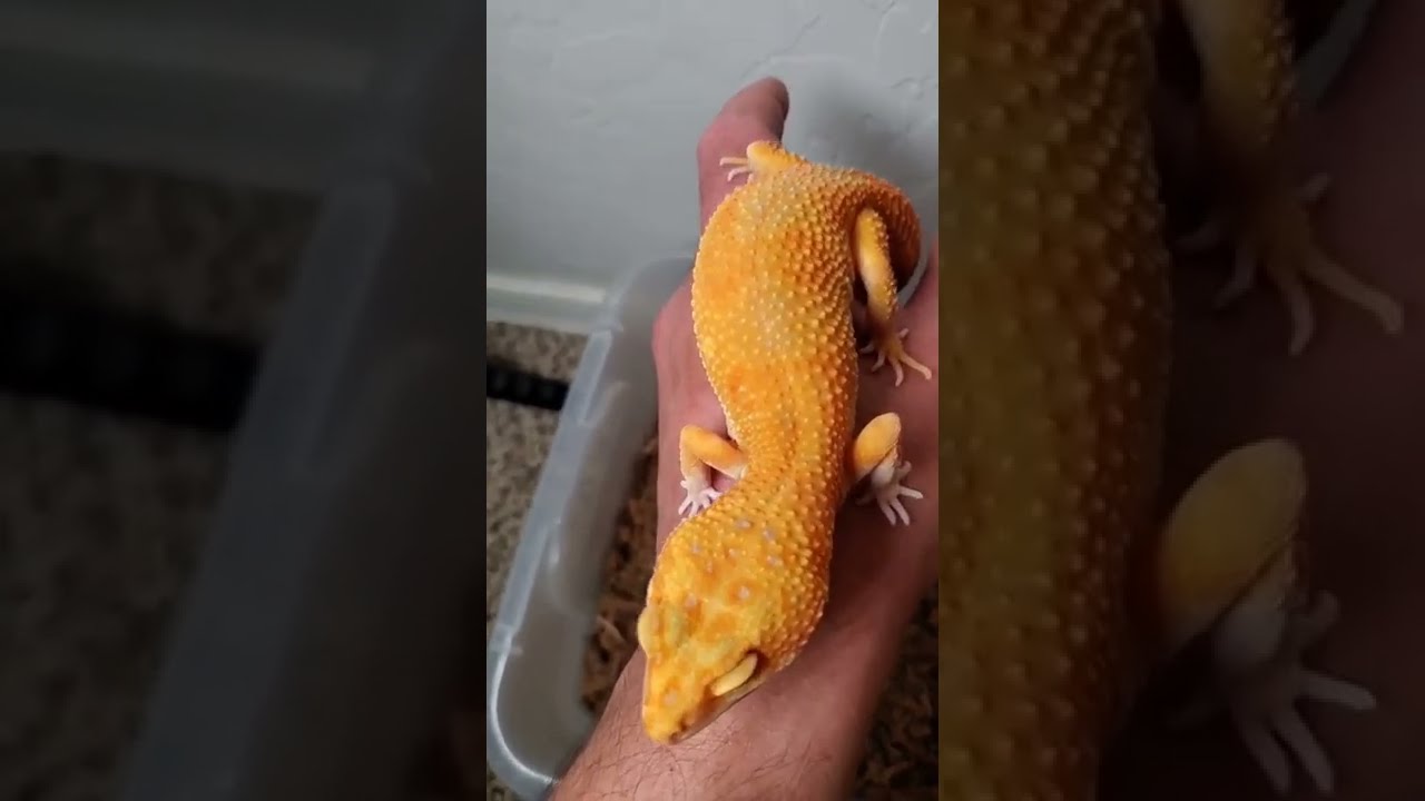 Tangerine Leopard Gecko 🍊 #shorts