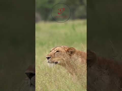Wildlife Wonders: Tarangire National Park๐๐ฆ๐ฆ #subscribe #nature #lionking real life
