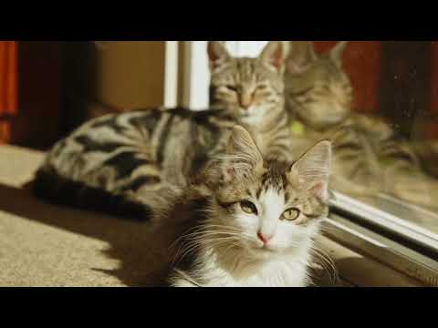 Did You Know Cats Respond More Readily To Names That End In An “ee” Sound?