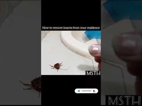 how to remove insects from your residence/House#shorts#short#hacks