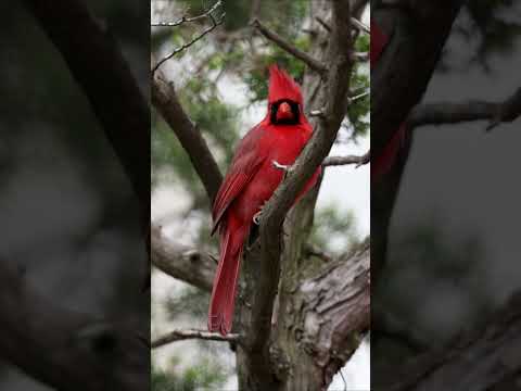 Songbird Sounds: A Northern Cardinal Sings His Afternoon Tune