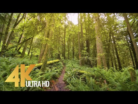 4K Virtual Hike - Walking in the Woods with Birds Songs & Calm Music - High Point Trail, Issaquah