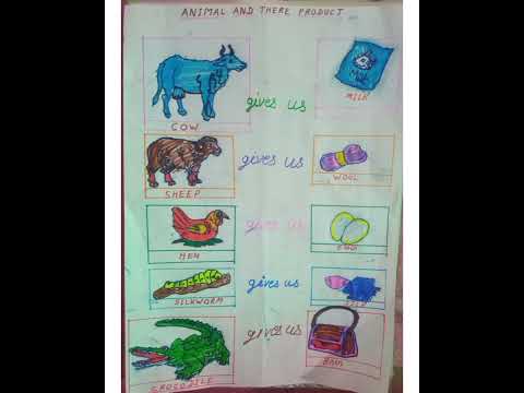 Animal and there products project with pictures
