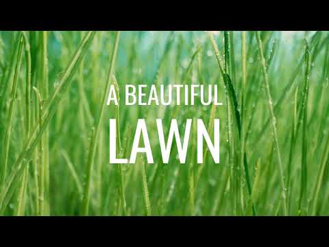 Tampa Florida Lawn Care