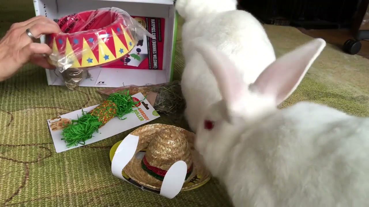 A comparison of rabbit subscription services in the U.S.