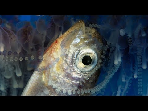 How Portuguese Man O' War stings and eats prey | Blue Planet II