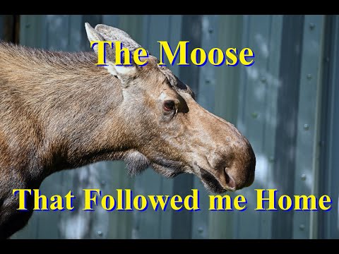 Moose encounter and test of new lens