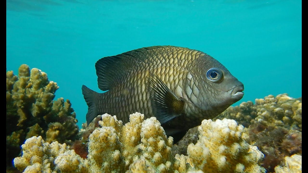 Damselfish Species of La Ventana  Bay, BCS, Mexico`