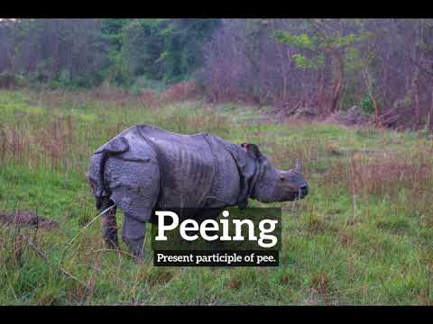 What is Peeing? | How Does Peeing Look? | How to Say Peeing in English?