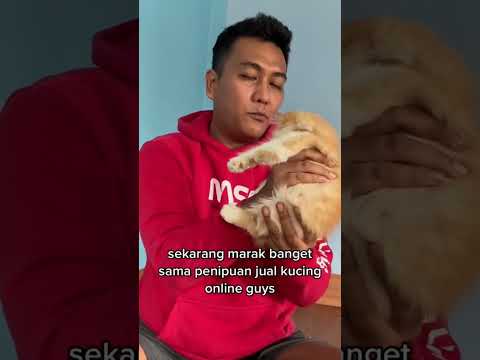 Tebak harga kucing persia lucu ini 😊