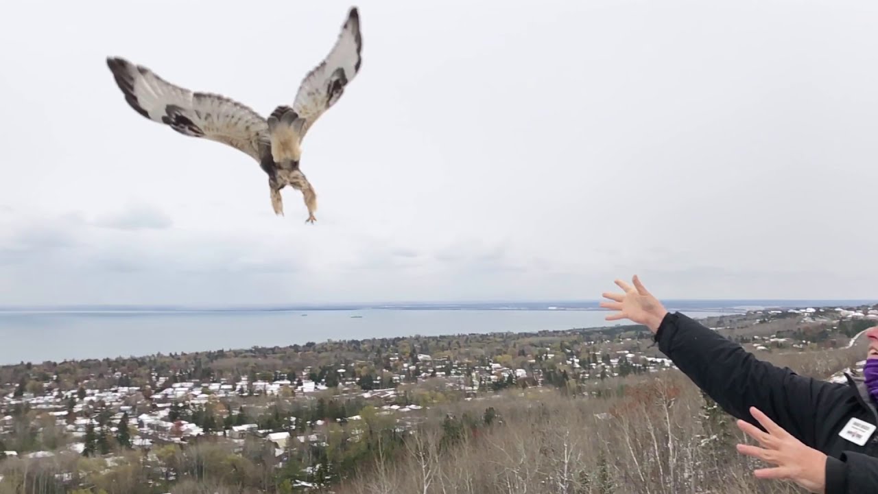 Rough Legged Hawk Release