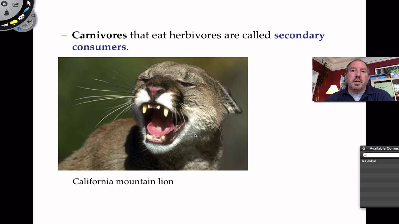 Introduction to Ecosystems