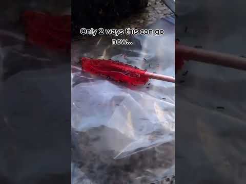 Ants Eat The Worlds HOTTEST Lollipop (not good) #shorts