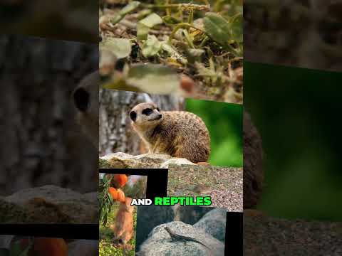 Meerkats | Social Geniuses of the African Grasslands