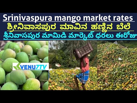 #25/06/2025 #today Srinivaspura mango rates #Srinivaspura mango market rates #mango rates #Venu7tv