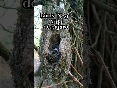 Spanish & English bird nest 4-9-24