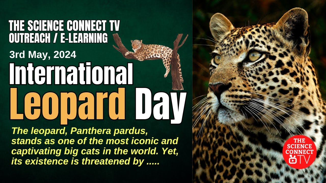 International Leopard Day