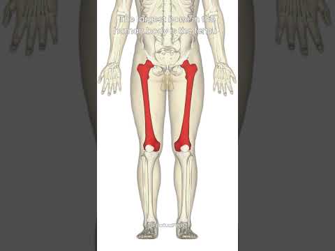 Largest Bone: Femur in the Thigh