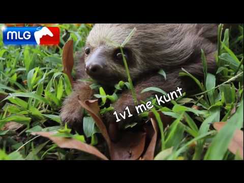 Steam Community :: Video :: Sloth Warfare