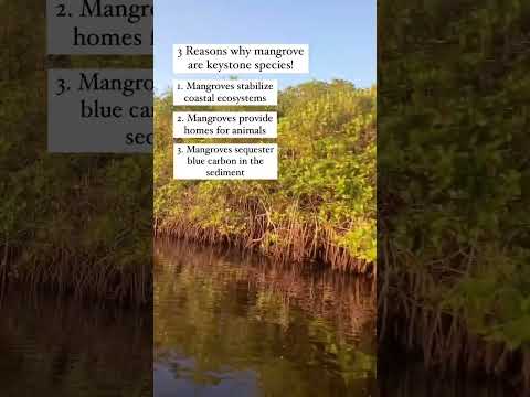 Why mangroves are important!