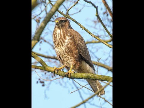 Common buzzard