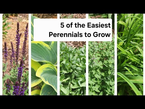 5 Easy Perennials to grow in the Garden. GA/Zone 8a.