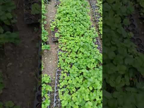 Strawberry - Wholesale Price & Mandi Rate for Strawberry in India