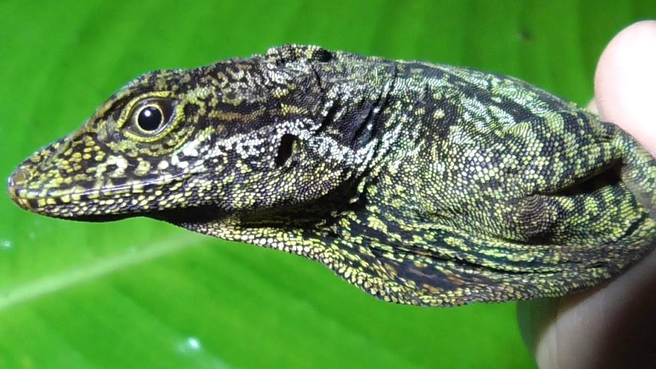The mysterious equatorial anole