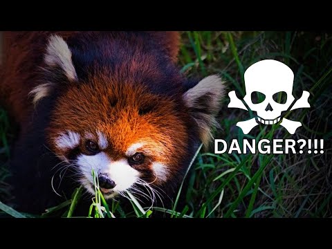 The Red panda safe or danger to humans ?!!