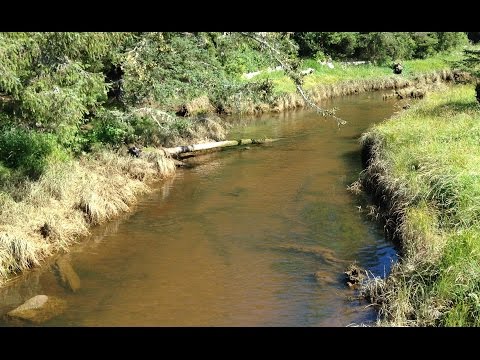 Alder Creek - Nehalem, Oregon