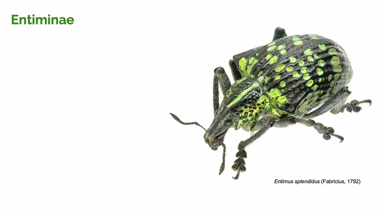 Towards a complete species-level catalog of the Entiminae: a collaborative project using TaxonWorks