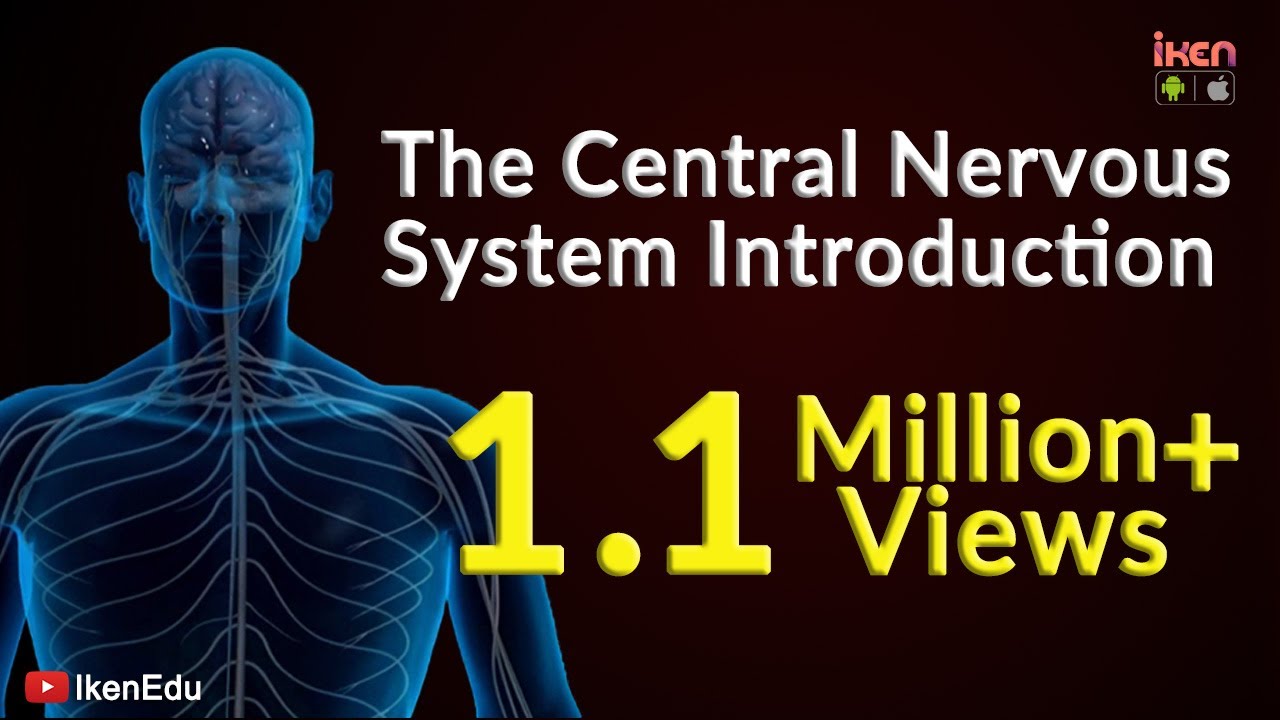 Understanding the Central Nervous System: An Introduction | Galaxy.ai