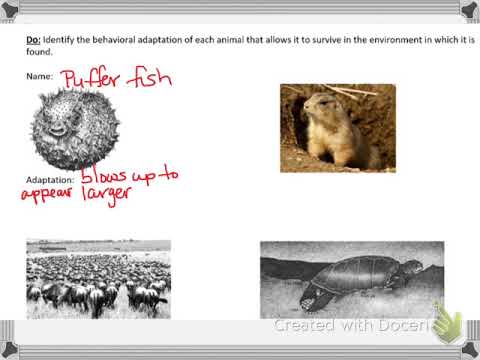 FUN 1.6 Behavioral Adaptations