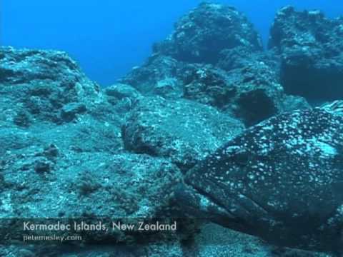 Kermadec Islands Diving