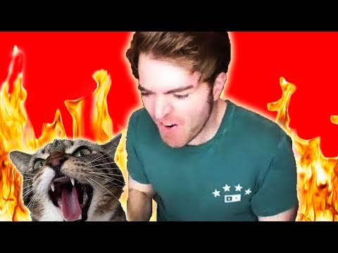 Did Shane Dawson DO IT with his Cat? - Drumr828 Talkn about it...