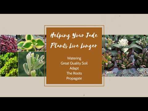 How Long Do Jade Plants Live? Complete Guide To Keep Them Alive 2021