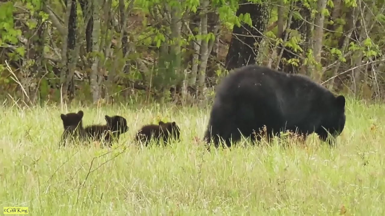 Cute!! Three Black Bear Cubs and Mama Bear! Black Bear Behavior; Ursus americanus
