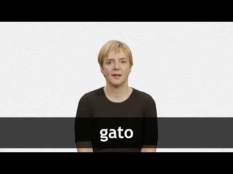 English Translation of “GATO” | Collins Spanish-English Dictionary