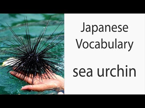 How to say "Sea Urchin" in Japanese