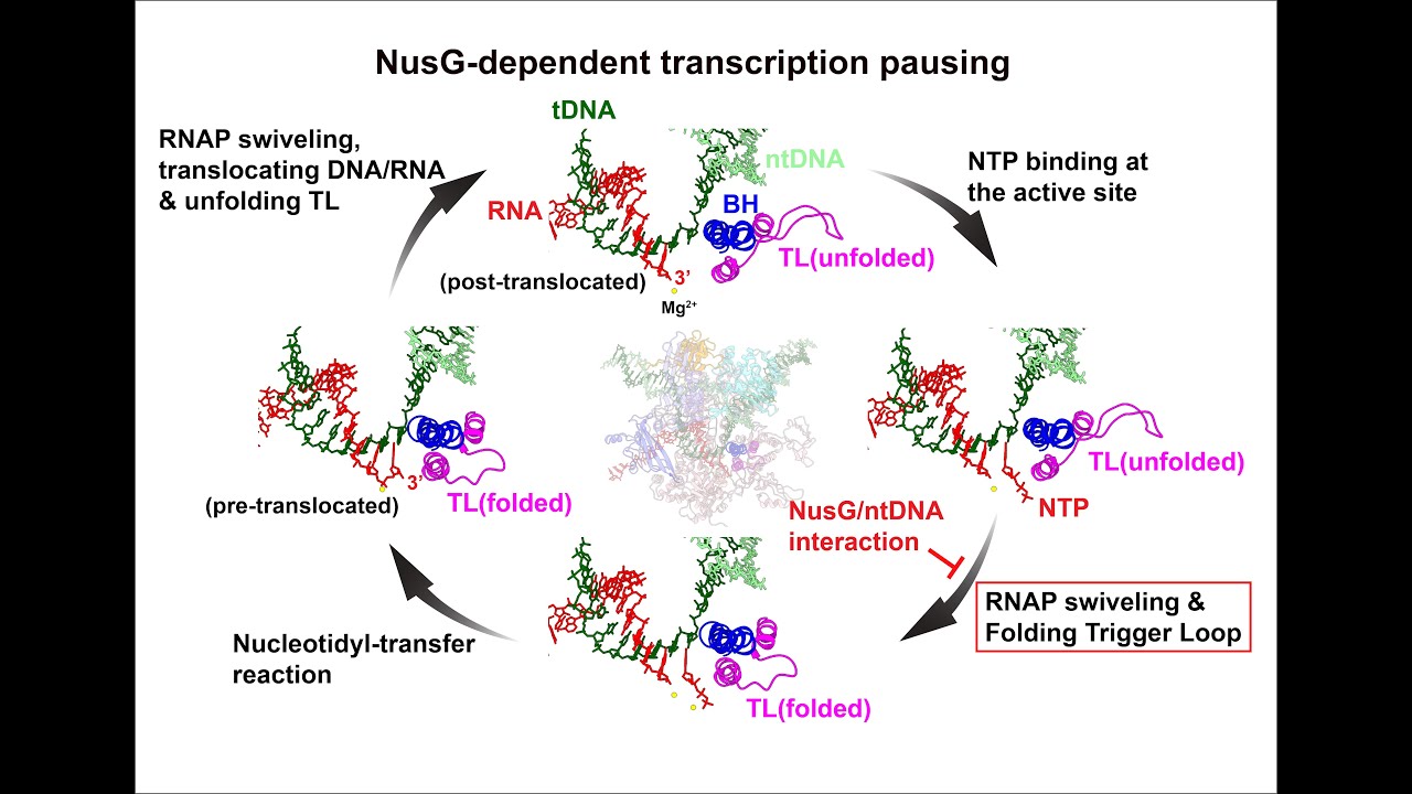 Transcription elongation and pausing, swiveling and trigger loop folding