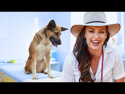 Identify poor gut health in your dog