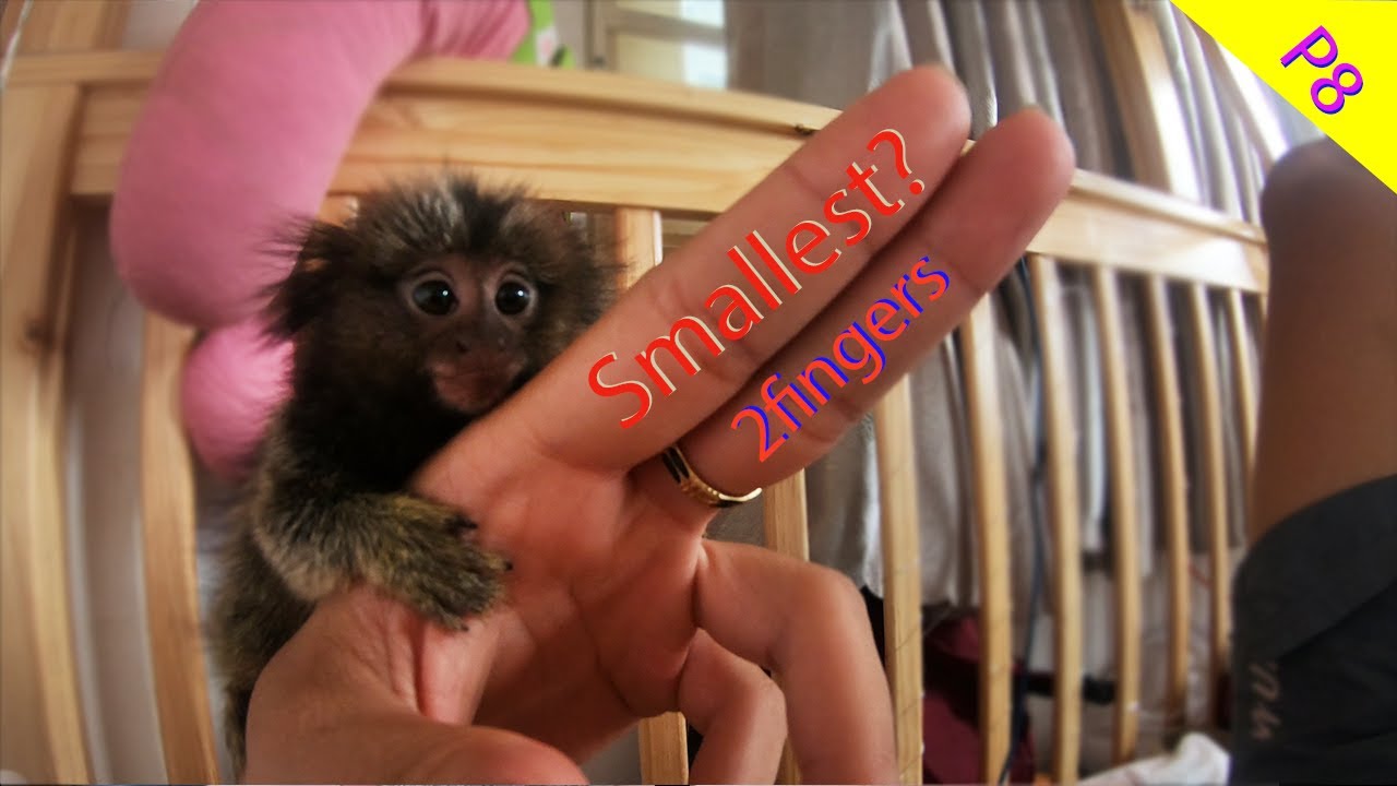 😍🙈Marmoset Monkey Ti P8 Playing on the bed with family!