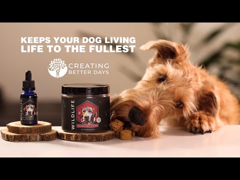 Creating Better Days Dog Treats