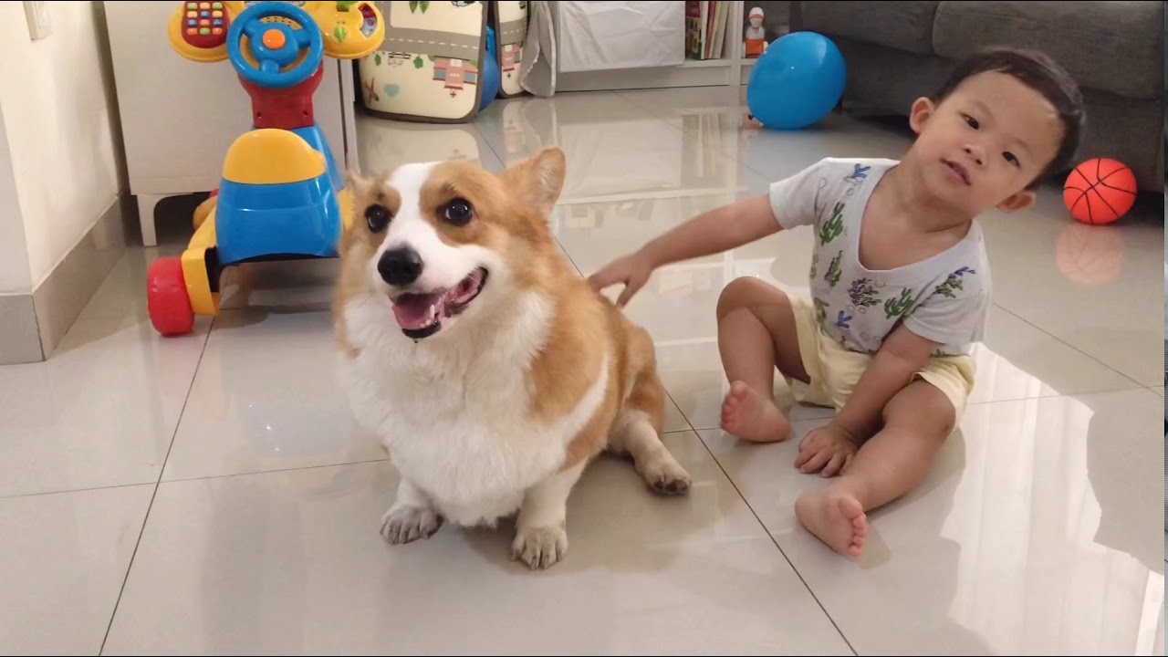 Corgi Cuddling With Baby