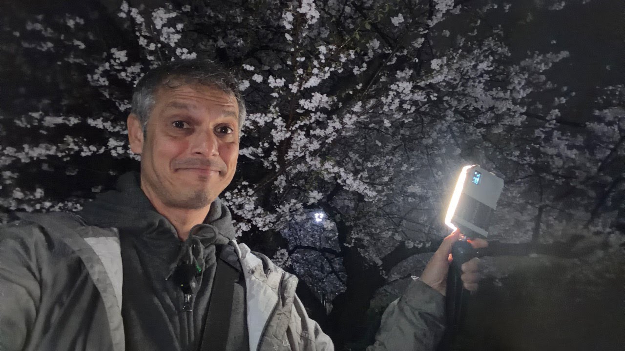 Last of Tokyo’s Blossoms (as Rain Hits Hard at Midnight)