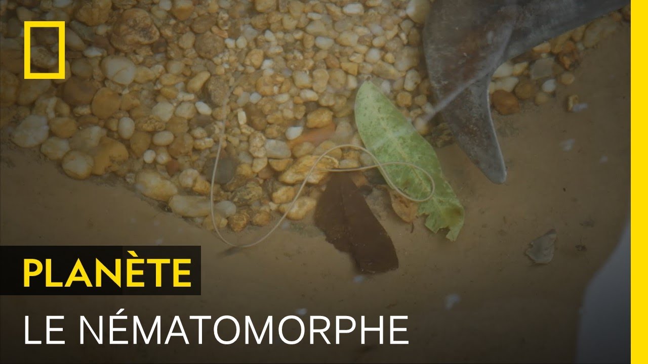 Documentaire | Ce ver infeste de gros insectes et prend le contrôle de ...