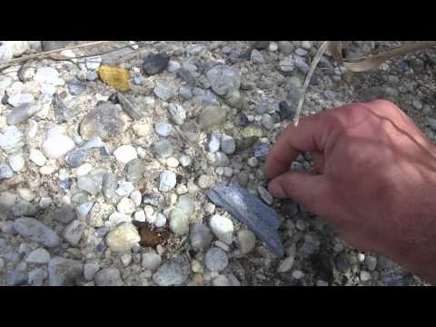 Finding Megalodon Shark Tooth Fossils in Summerville SC