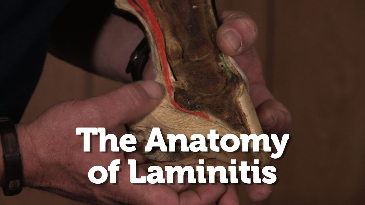 The Anatomy of Laminitis in Horses