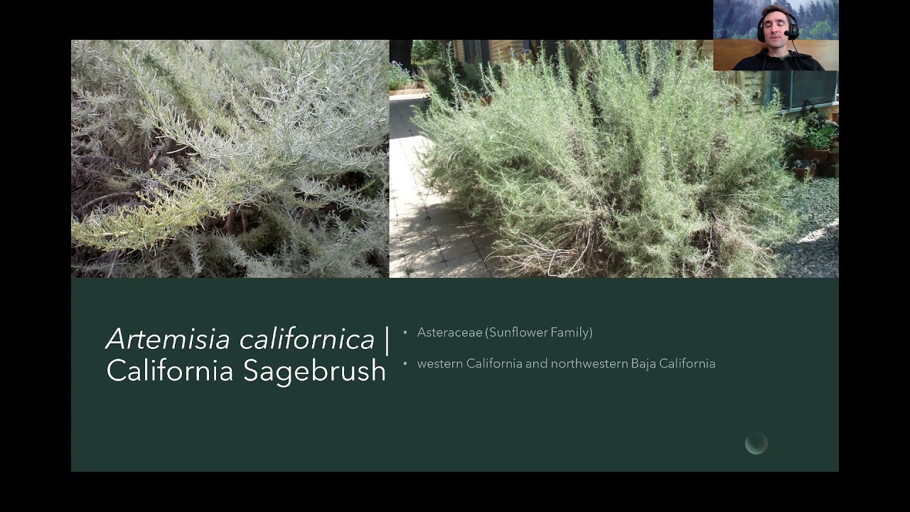 California Native Trees & Shrubs